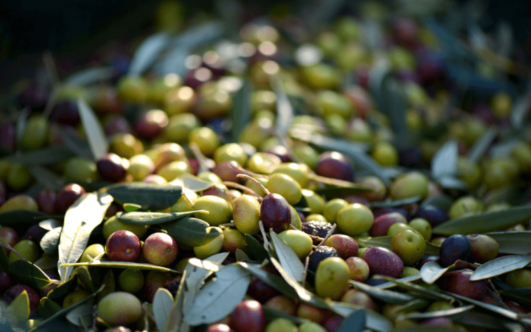 Raccolta delle olive: guida completa al periodo, tecniche e strumenti